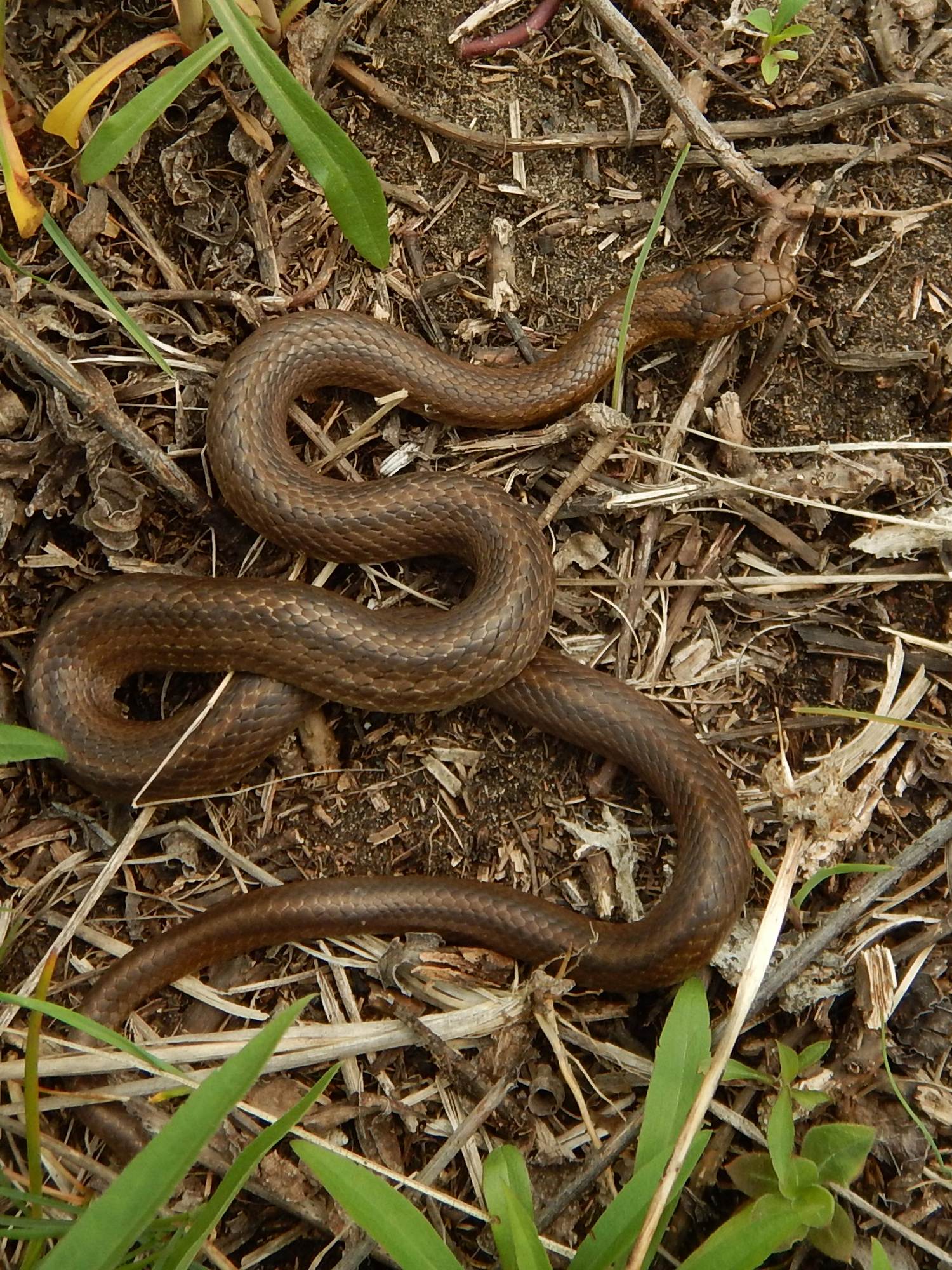 Rézsikló (Coronella austriaca) – Sopron és környéke természeti értékei